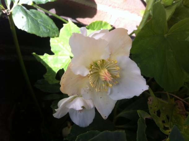 Plant of the Month: Helleborus niger AGM - Garden House Brighton