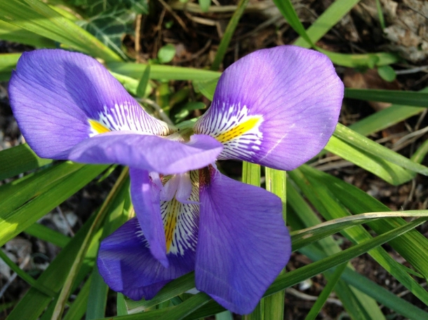 March gem: Iris unguicularis - Garden House Brighton